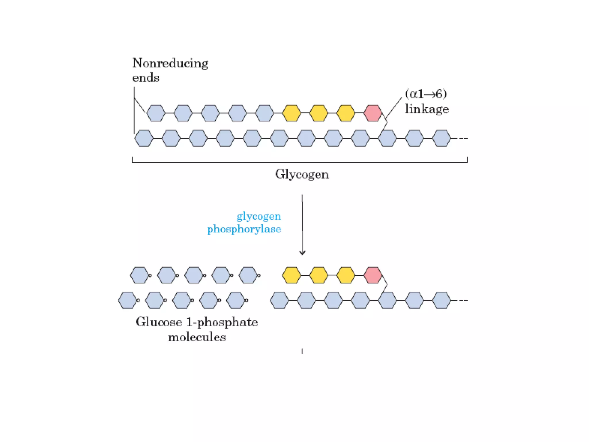 Glycogen metabolism | PPT | Free Download