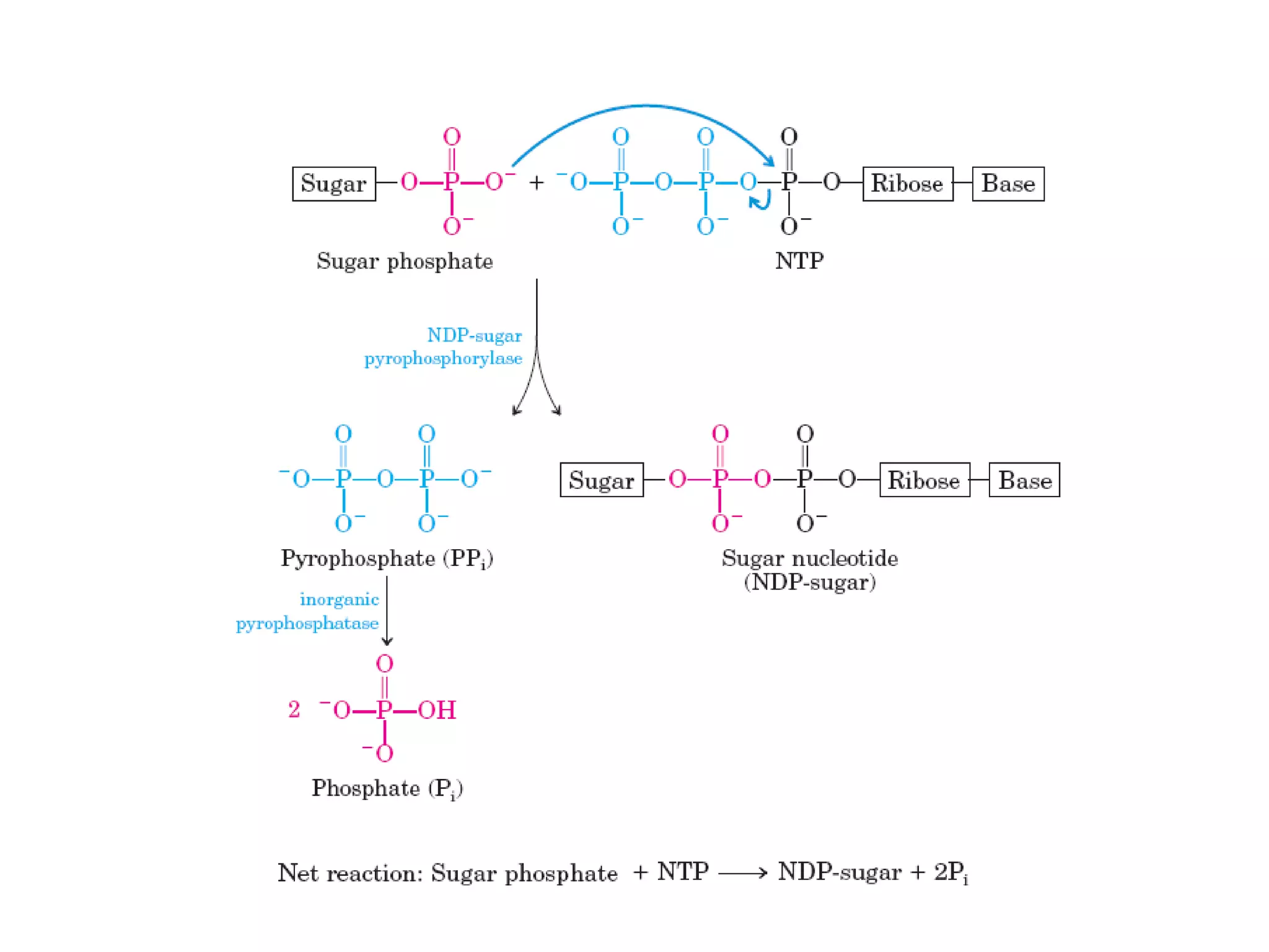 Glycogen metabolism | PPT | Free Download