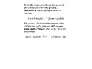 Glycogen metabolism | PPT | Free Download