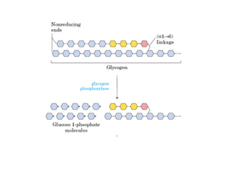 Glycogen metabolism | PPT | Free Download