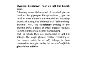 Glycogen metabolism | PPT | Free Download