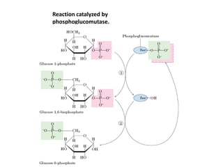 Glycogen metabolism | PPT