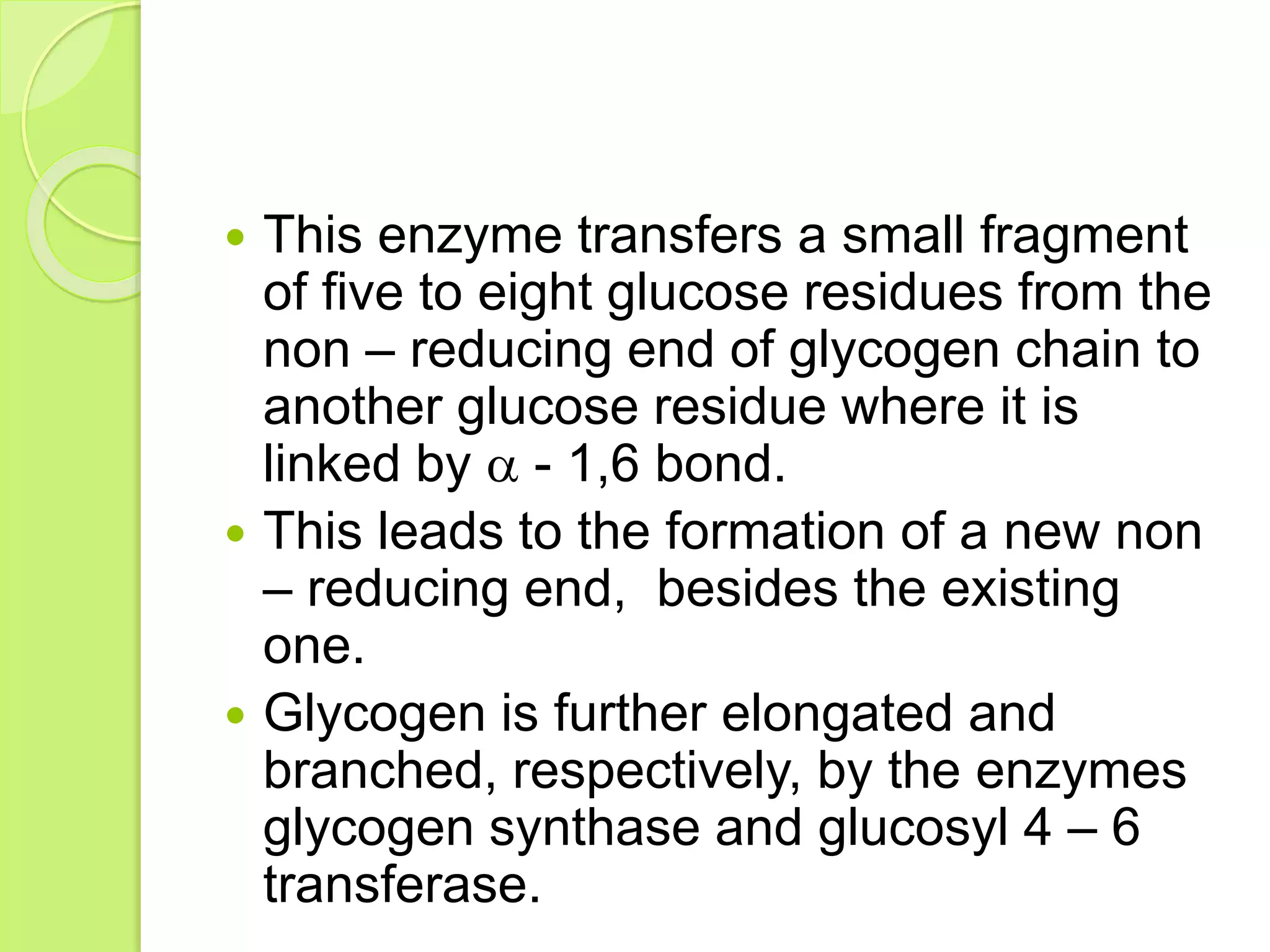 Glycogen metabolism | PPTX