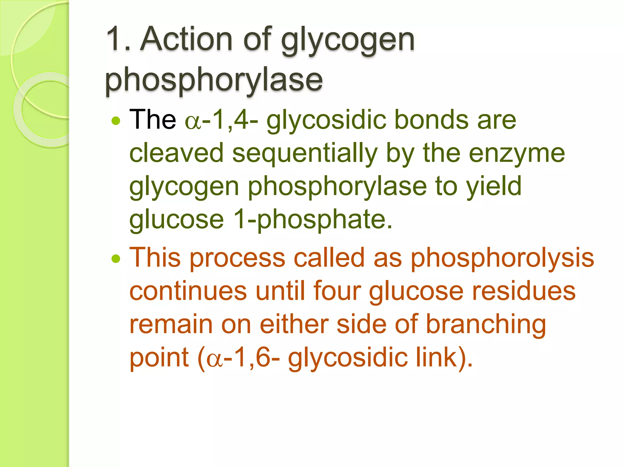 Glycogen metabolism | PPTX