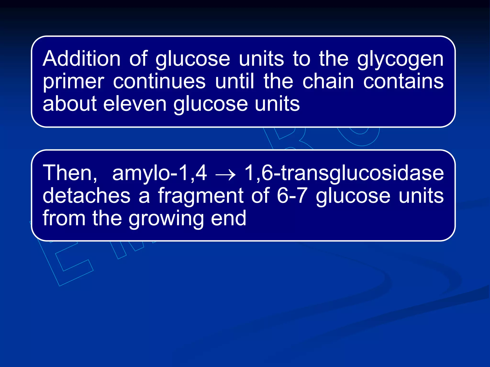 Glycogen metabolism | PPTX