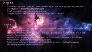 Glycogen Metabolism . | PPTX