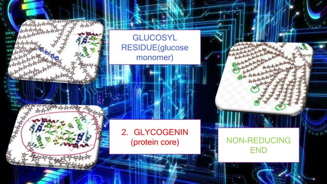 Glycogen Metabolism . | PPT