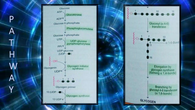 Glycogen Metabolism . | PPT
