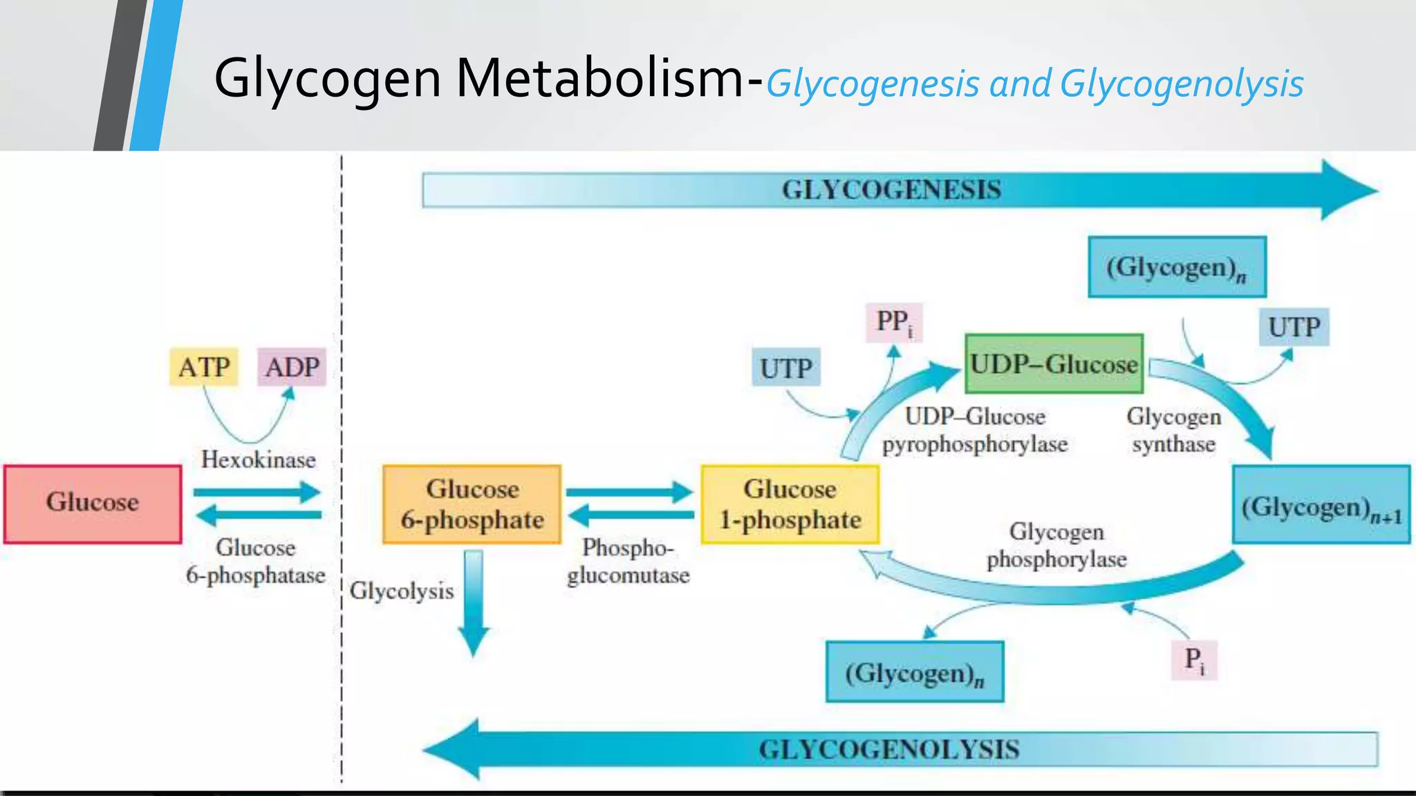 Glycogen metabolism | PPTX