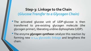 Glycogen metabolism | PPTX