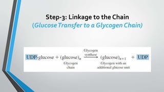Glycogen metabolism | PPTX