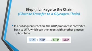 Glycogen metabolism | PPTX