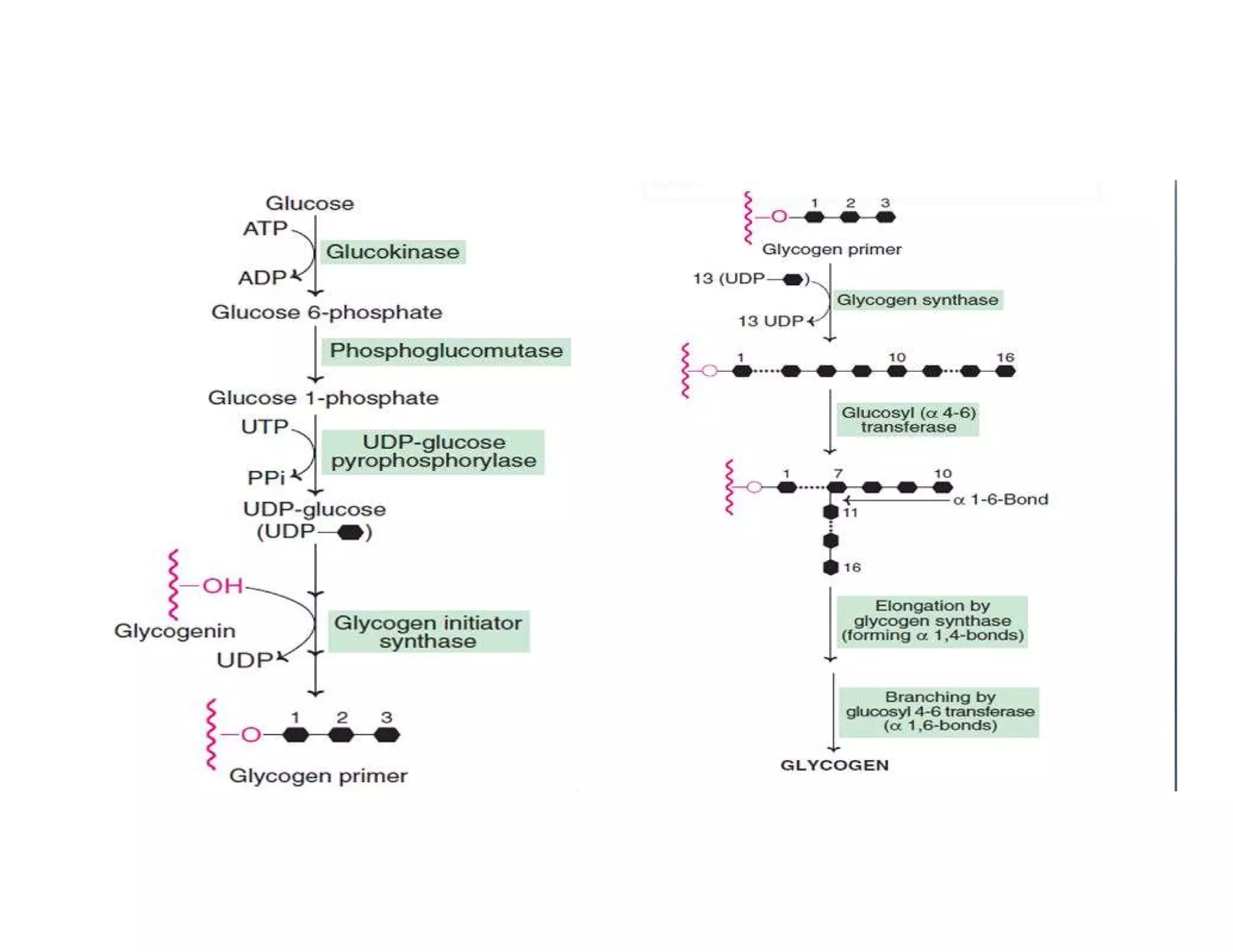 Glycogen Metabolism | Glycogenesis | Glycogenolysis | | PPT