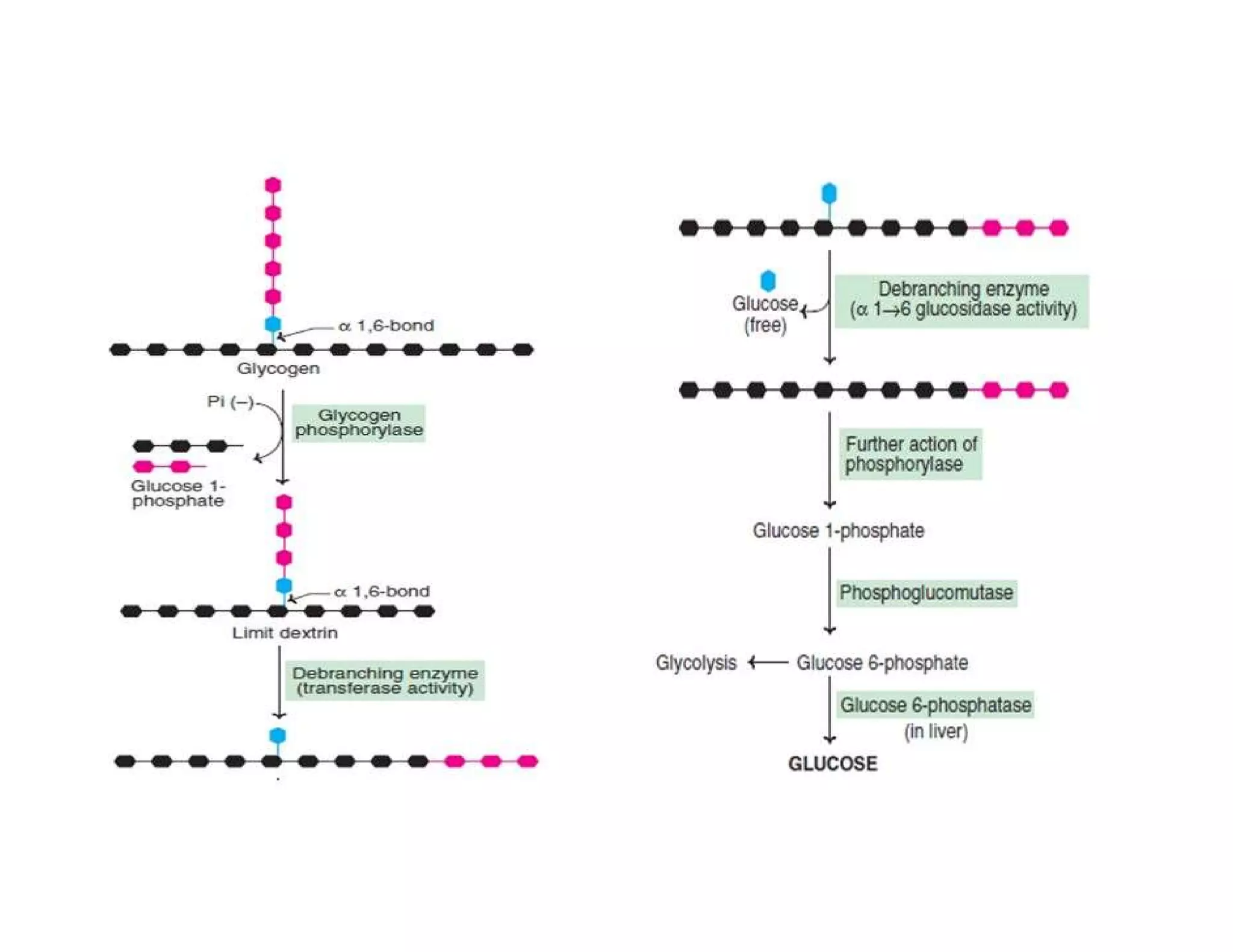 Glycogen Metabolism | Glycogenesis | Glycogenolysis | | PPT
