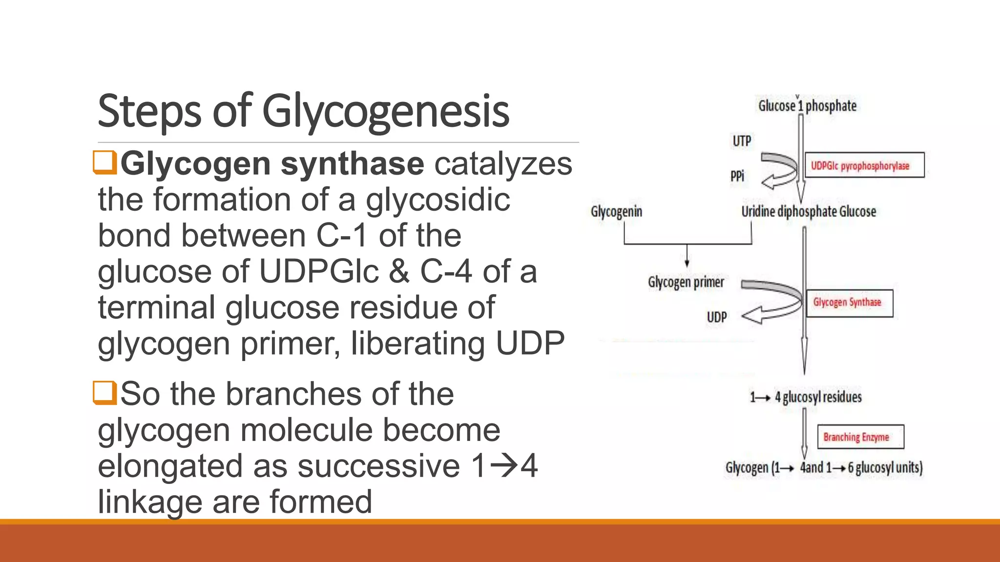 Glycogen metabolism | PPTX