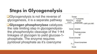 Glycogen metabolism | PPTX