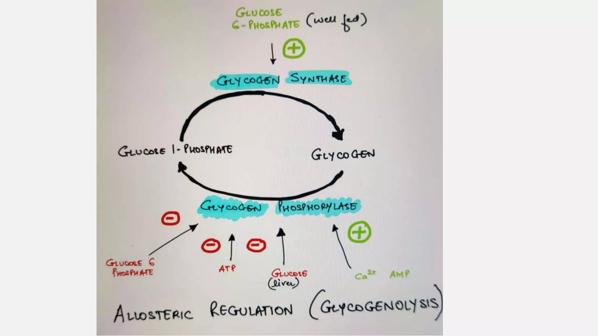Glycogen Metabolism.pptx