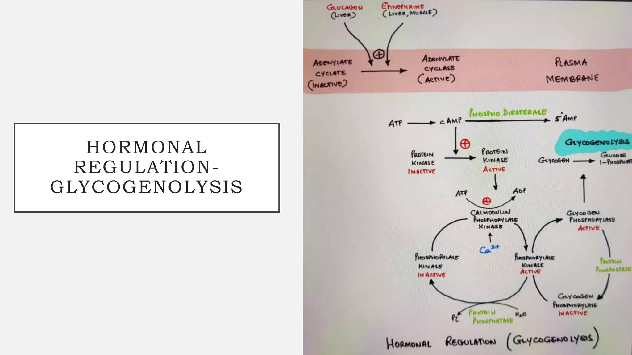 Glycogen Metabolism.pptx