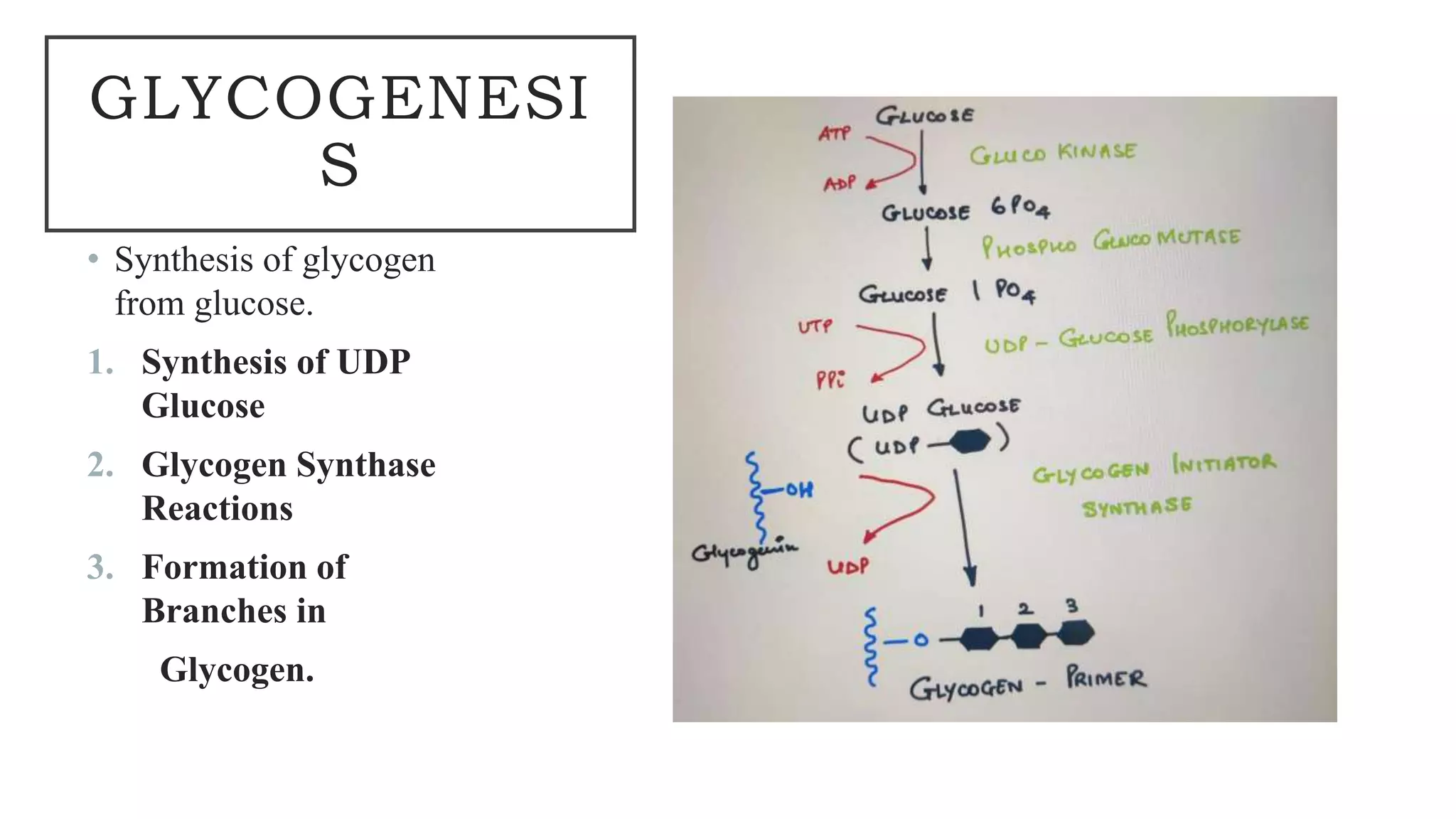 Glycogen Metabolism.pptx