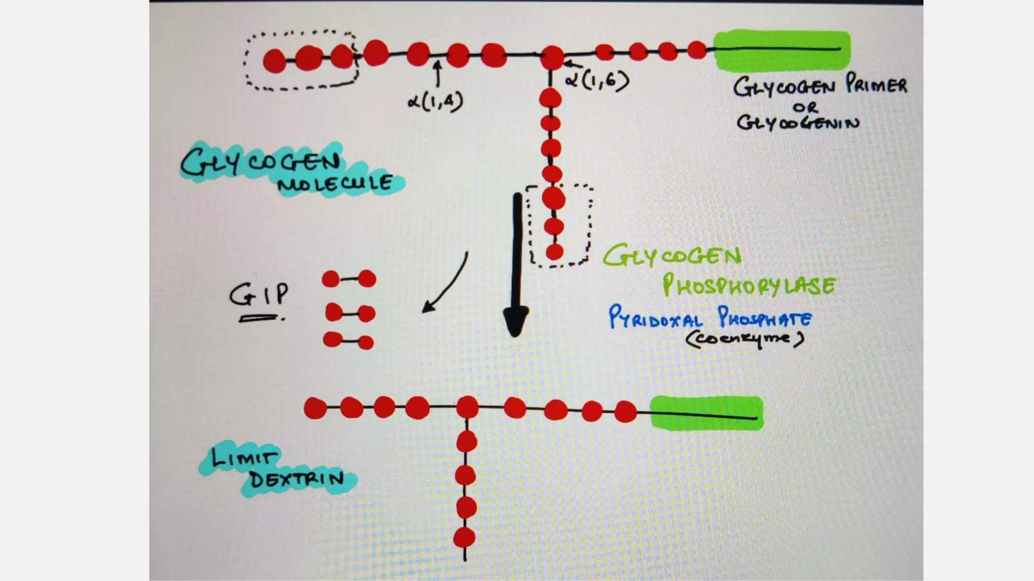 Glycogen Metabolism.pptx