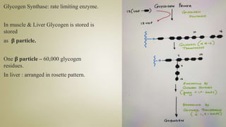 Glycogen Metabolism.pptx