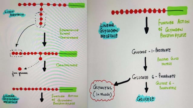 Glycogen Metabolism.pptx