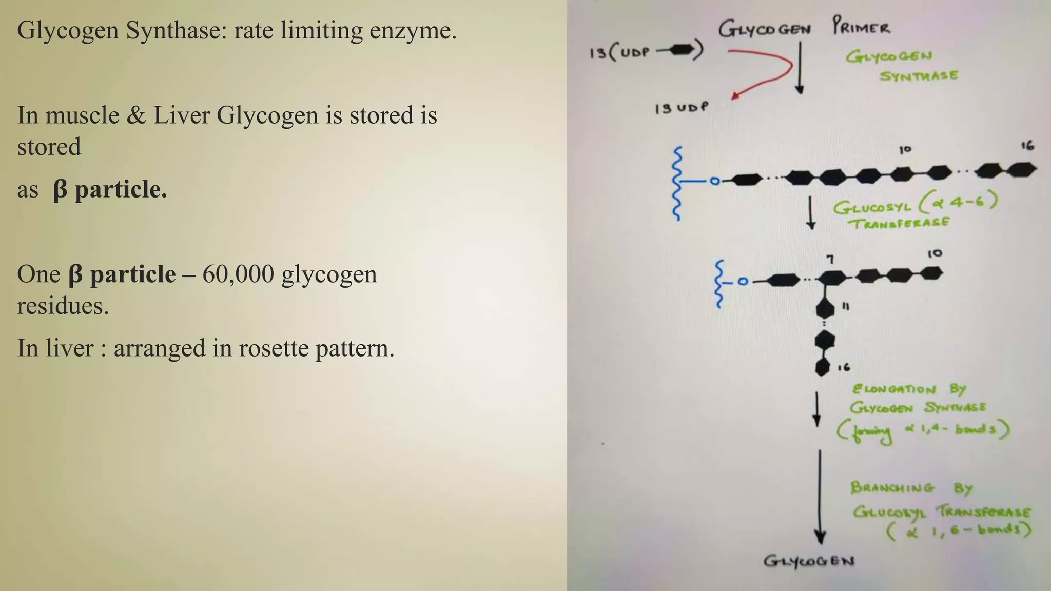 Glycogen Metabolism.pptx
