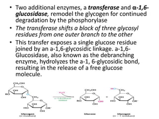 Glycogen metabolism.pptx
