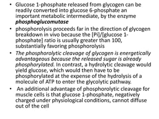 Glycogen metabolism.pptx