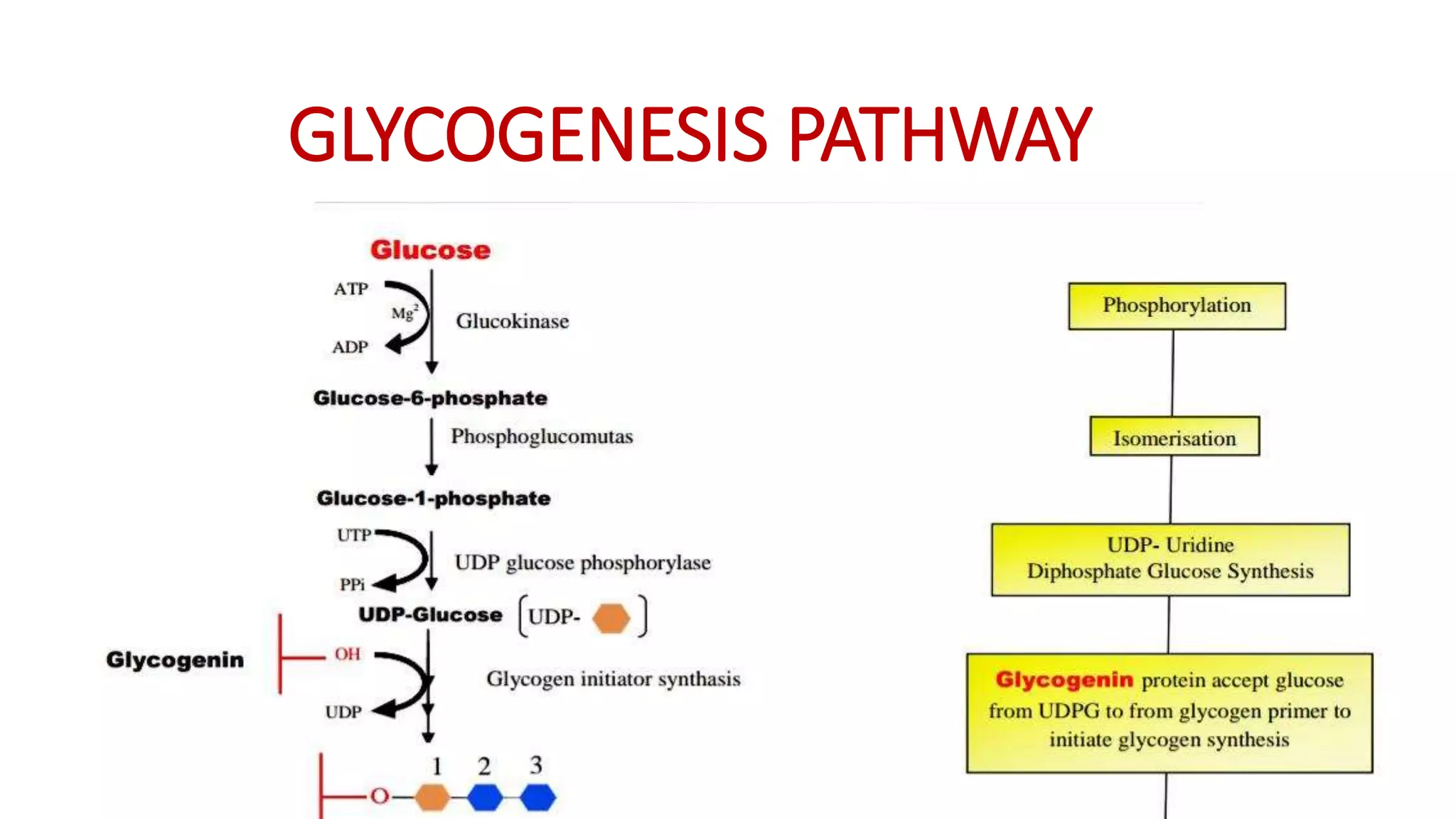 glycogen metabolism.pptx