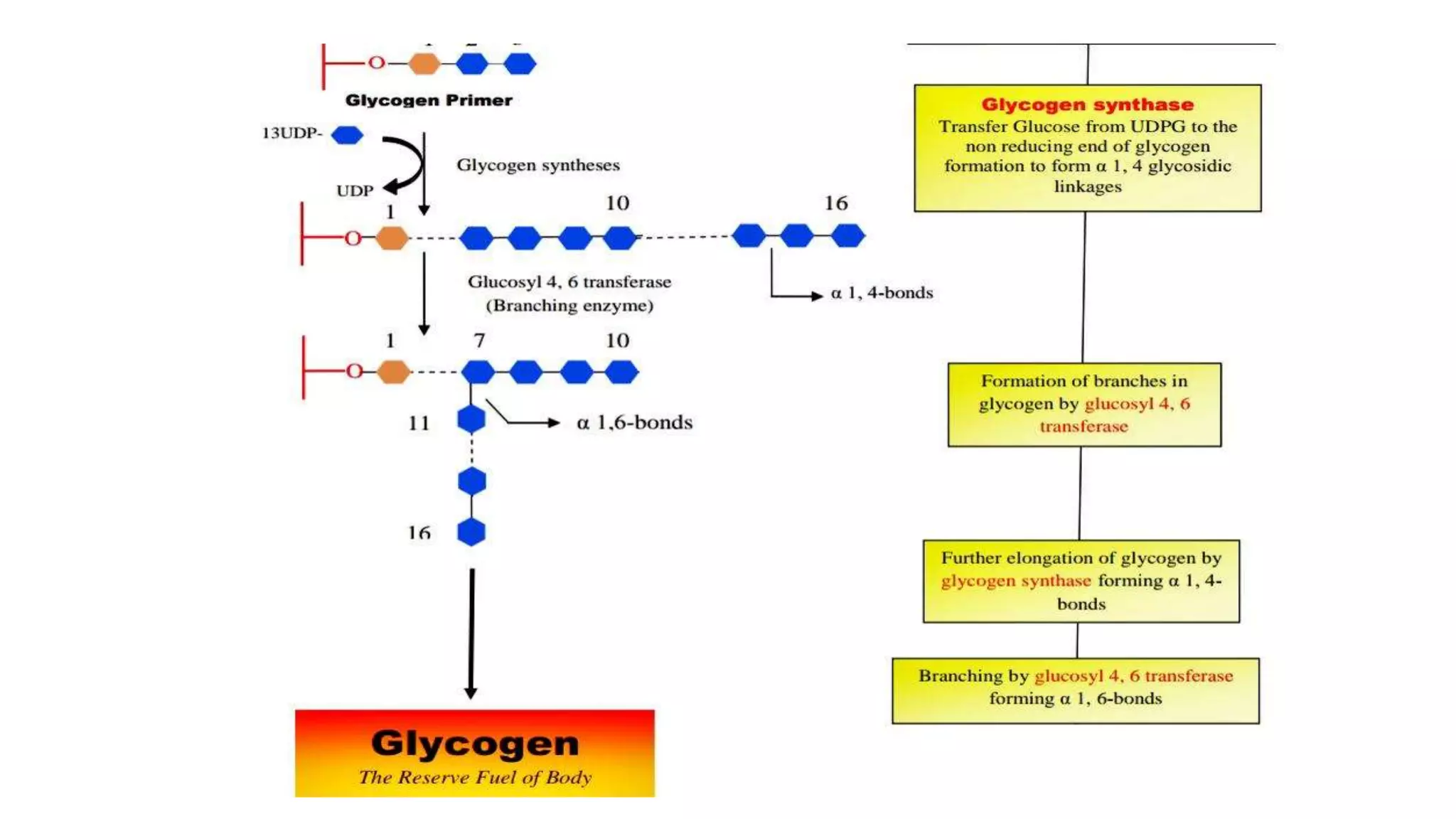 glycogen metabolism.pptx