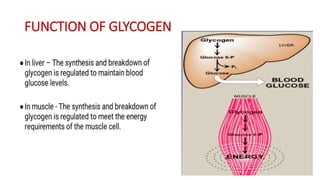 glycogen metabolism.pptx