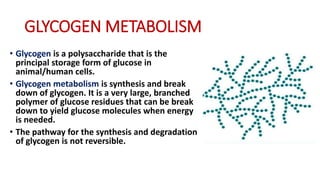 glycogen metabolism.pptx