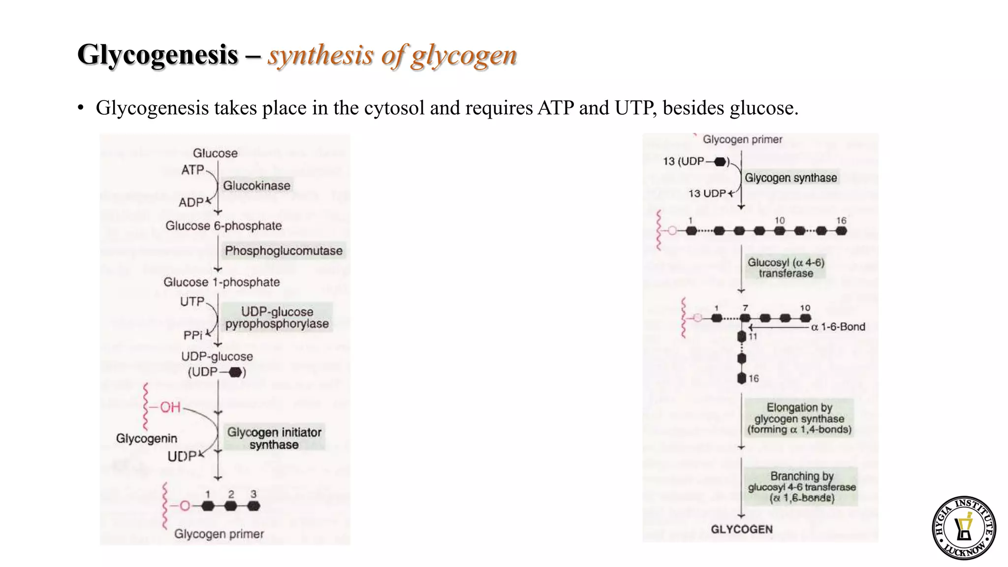 Glycogen Metabolism.pptx
