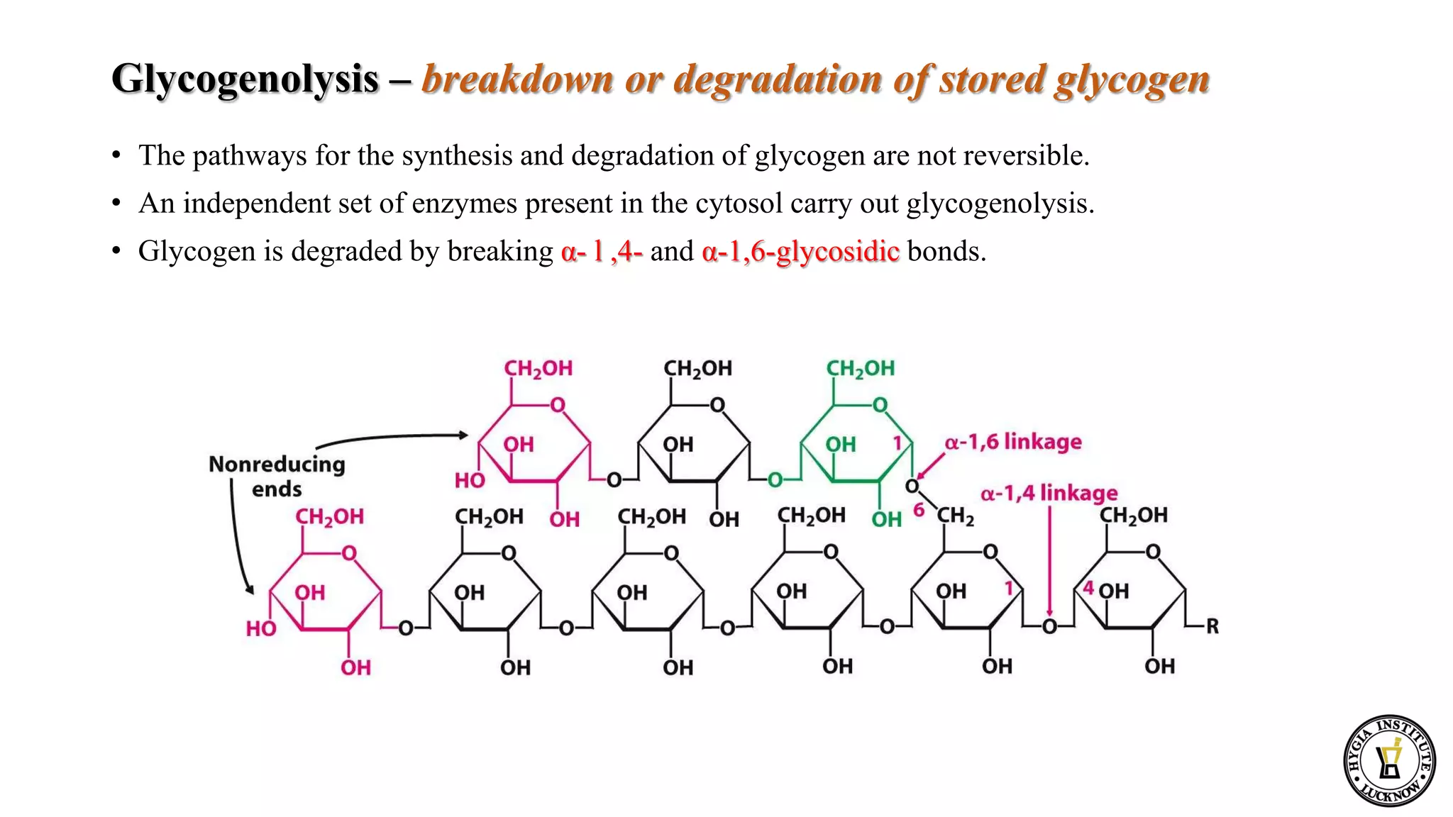Glycogen Metabolism.pptx