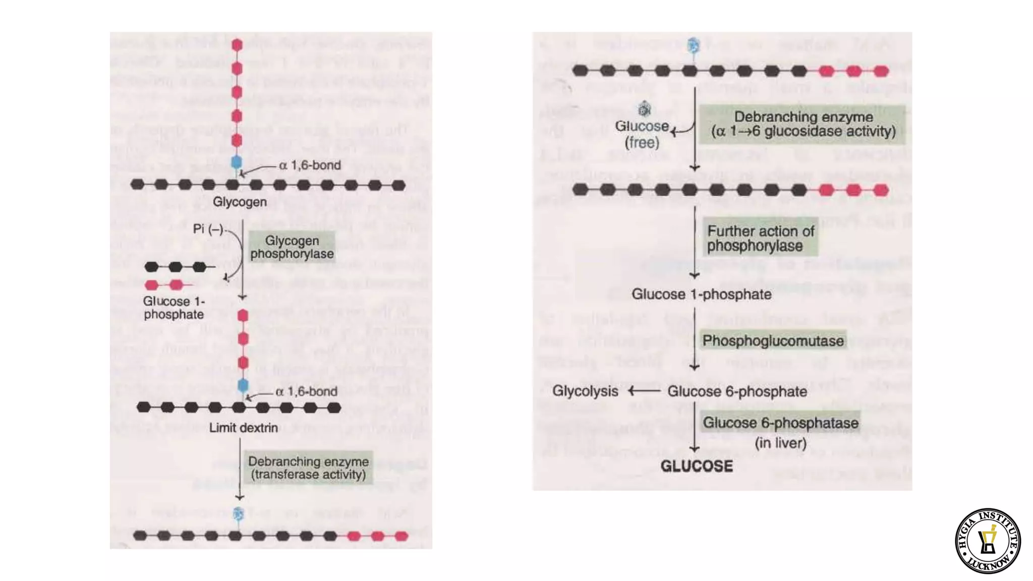 Glycogen Metabolism.pptx
