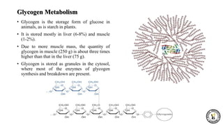 Glycogen Metabolism.pptx