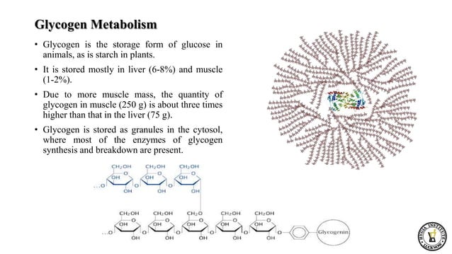 Glycogen Metabolism.pptx