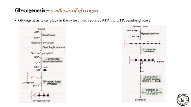 Glycogen Metabolism.pptx