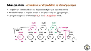 Glycogen Metabolism.pptx
