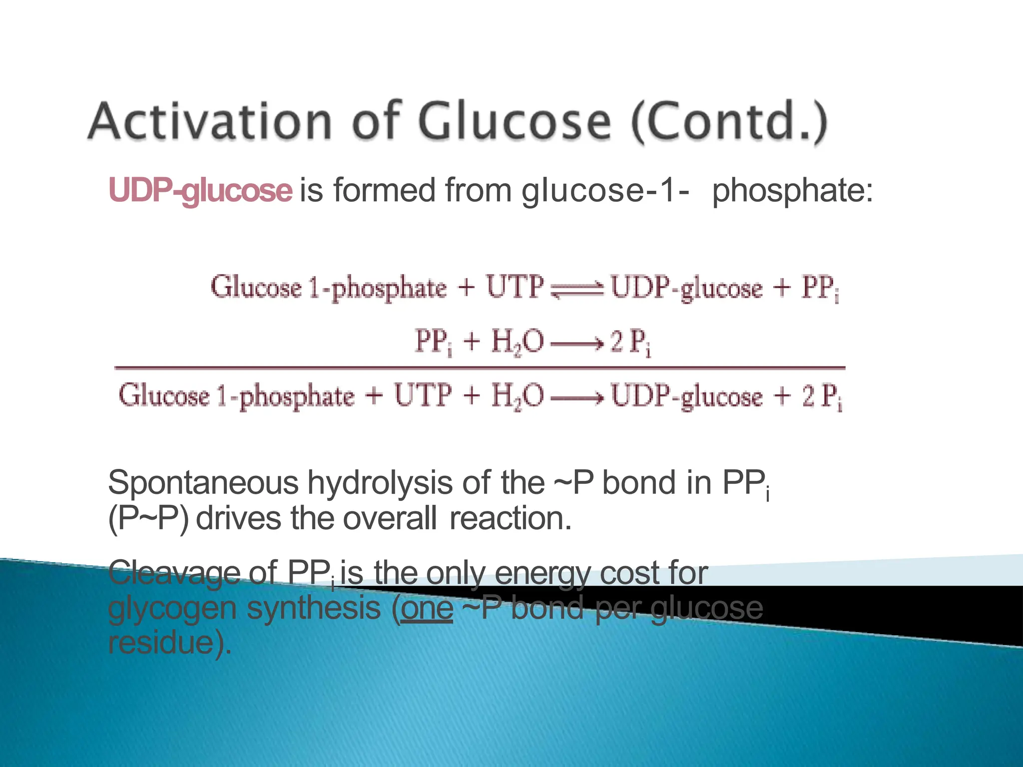 Glycogen Metabolism.pptx