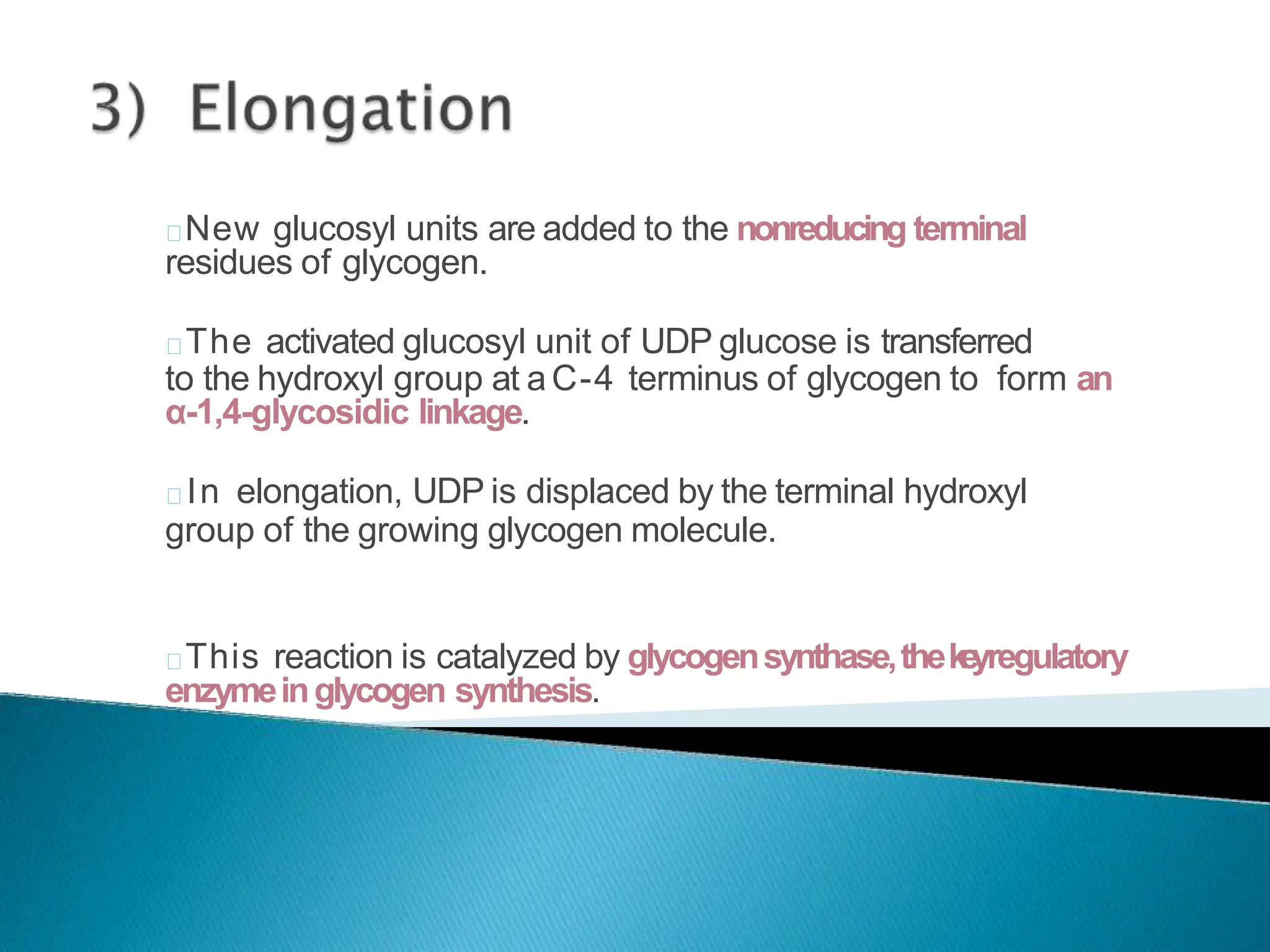 Glycogen Metabolism.pptx