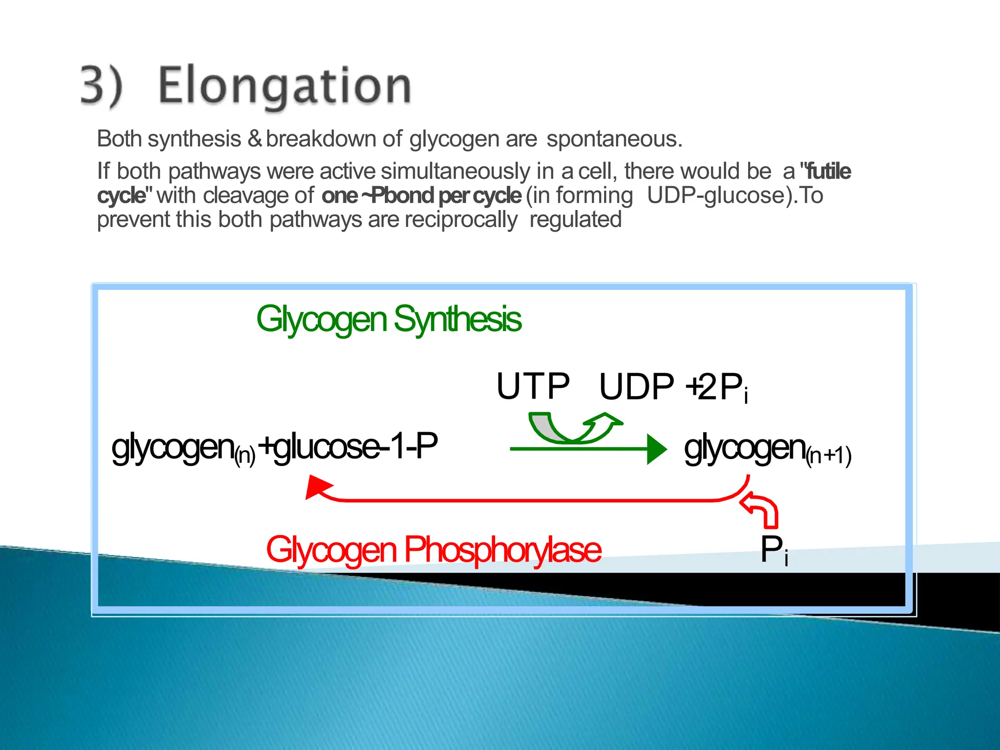 Glycogen Metabolism.pptx