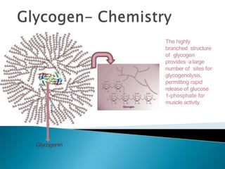 Glycogen Metabolism.pptx
