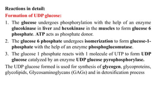 Glycogen Metabolism - Glycogenesis, Glycogenolysis | PDF