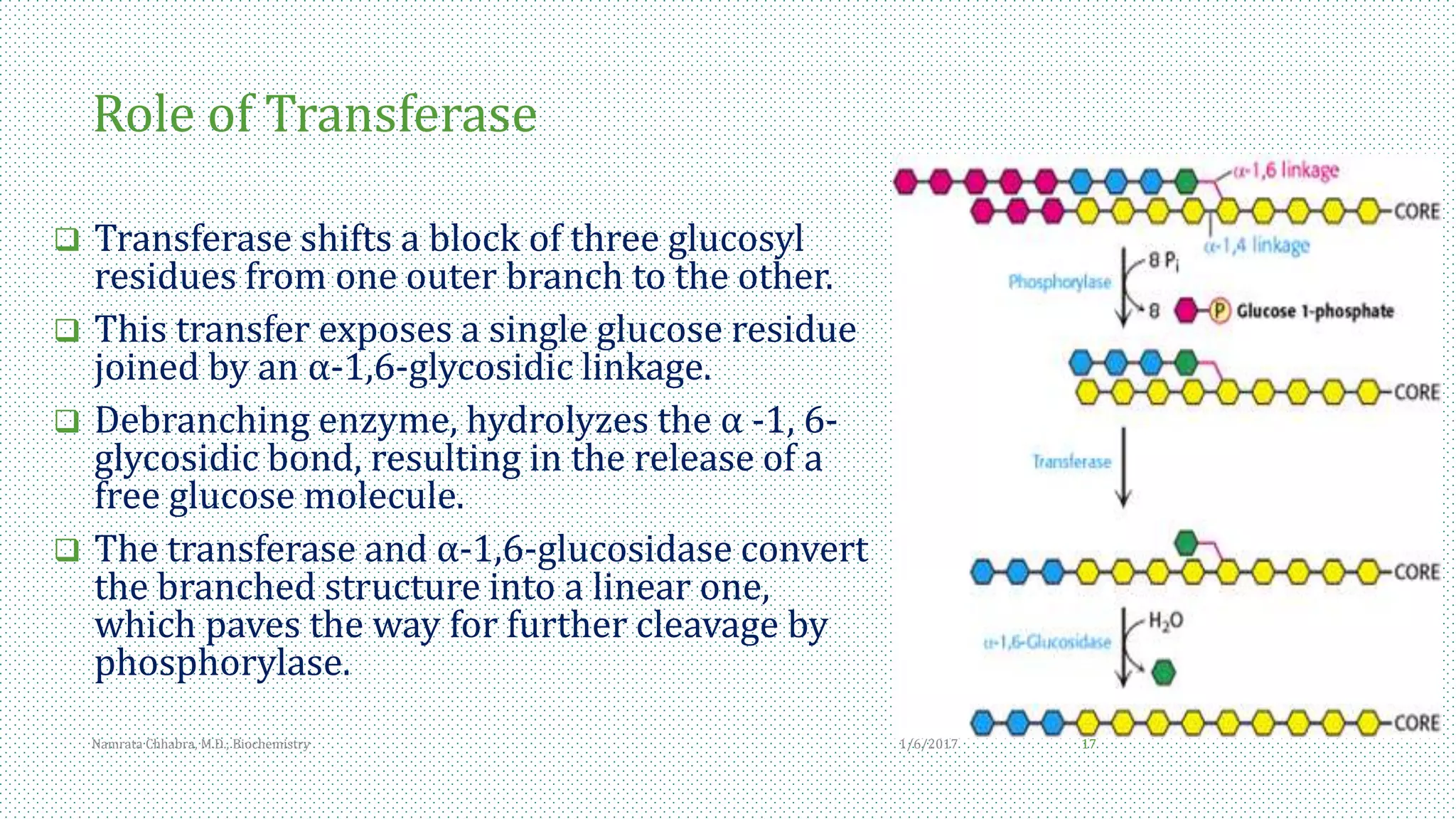 Glycogen metabolism part-2 | PPTX
