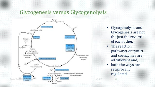 Glycogen metabolism part-2