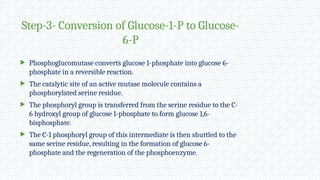 A Quick Review of Glycogen metabolism- Part-2 | PPTX | Endocrine and ...