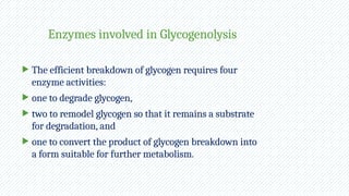 A Quick Review of Glycogen metabolism- Part-2 | PPTX | Endocrine and ...