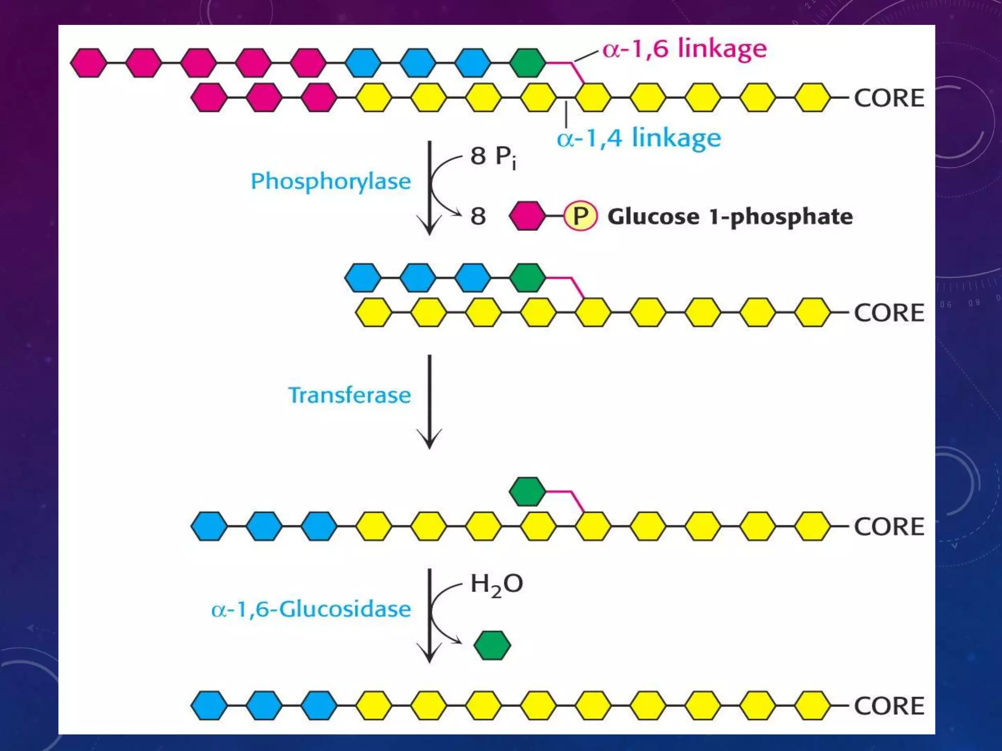 Glycogen metabolism s | PPT